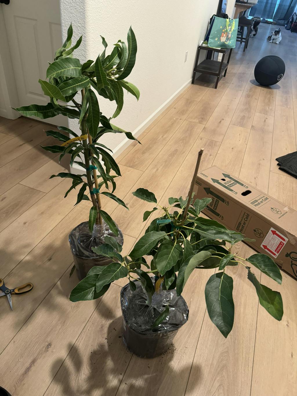 Grafted Grafted Kent Mango Tree - Fast Growing – Everglades Farm