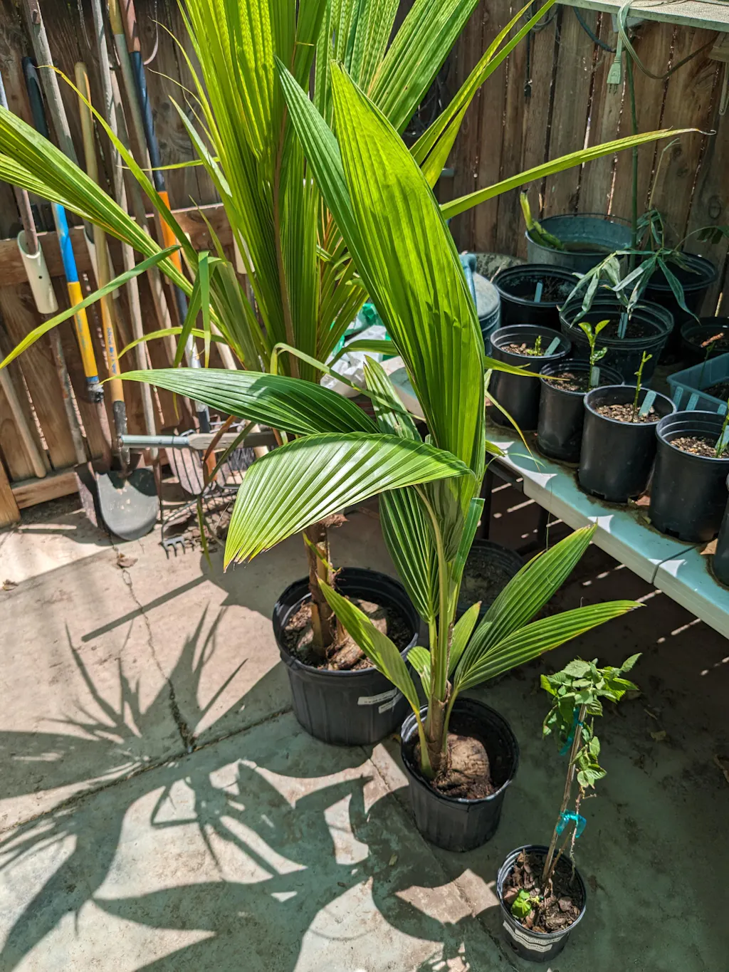 Maypan Coconut Palm, for sale from Florida – Everglades Farm