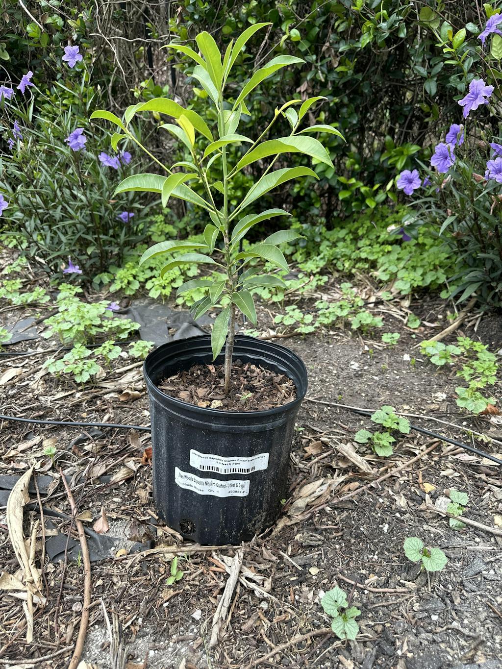 Grafted Silas Woods Dwarf Sapodilla Tree – Everglades Farm