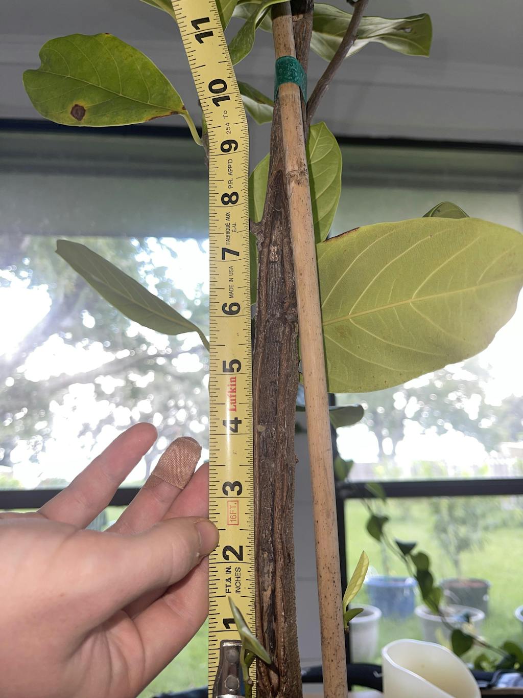 Cheena Jackfruit Tree Grafted – Everglades Farm