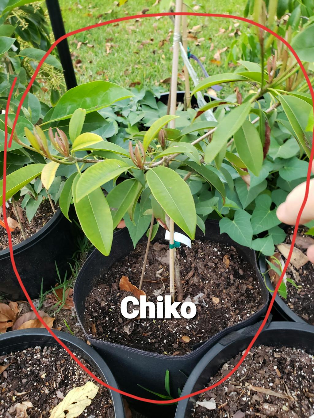 Maha Chanok Mango Tree, Grafted – Everglades Farm
