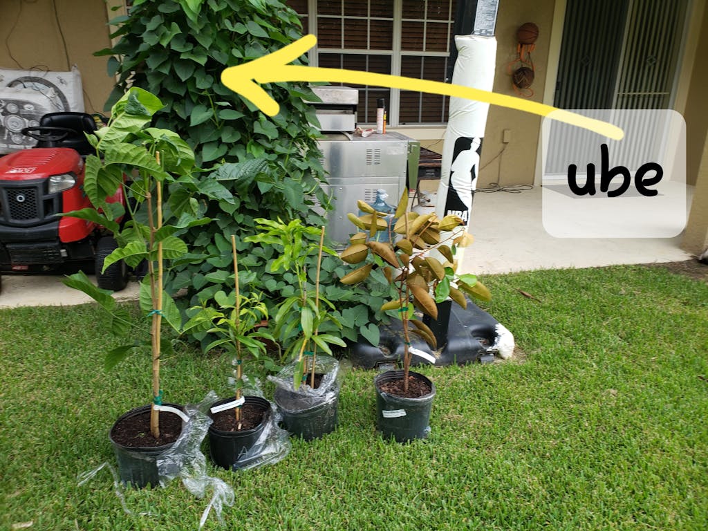 Maha Chanok Mango Tree, Grafted – Everglades Farm