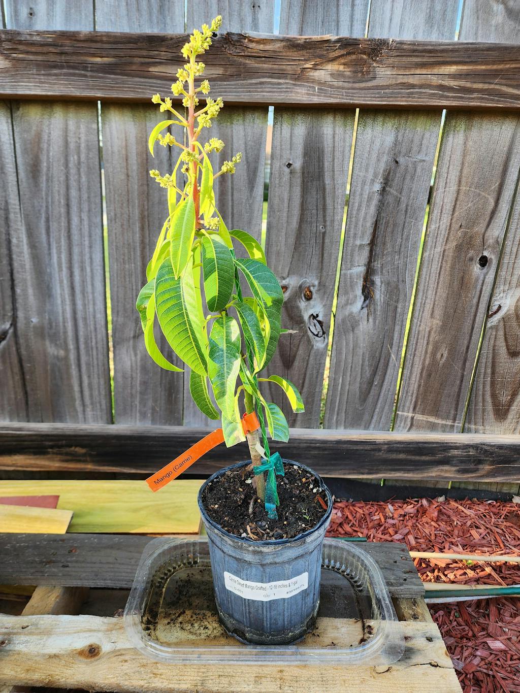 Grafted Carrie Mango Tree - Florida Sale – Everglades Farm