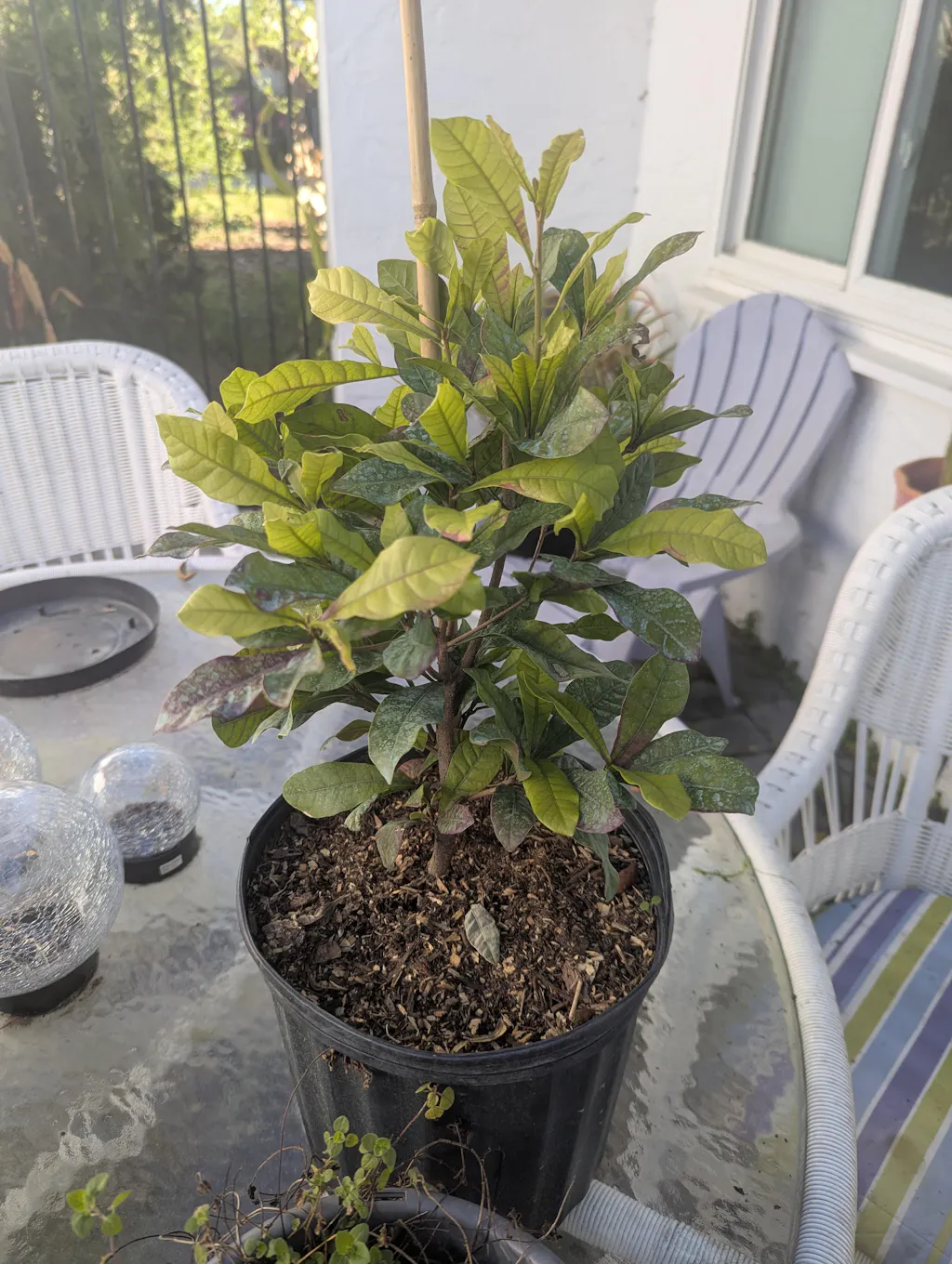 Miracle Fruit Plant, Miracle Berry – Everglades Farm