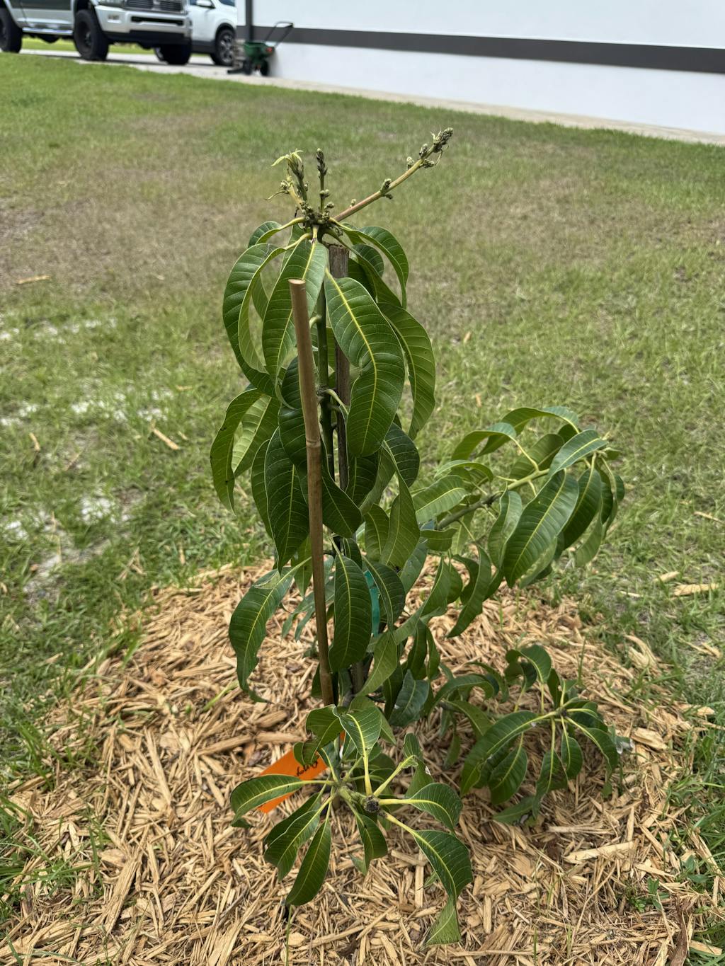 Angie Mango Tree, Grafted – Everglades Farm