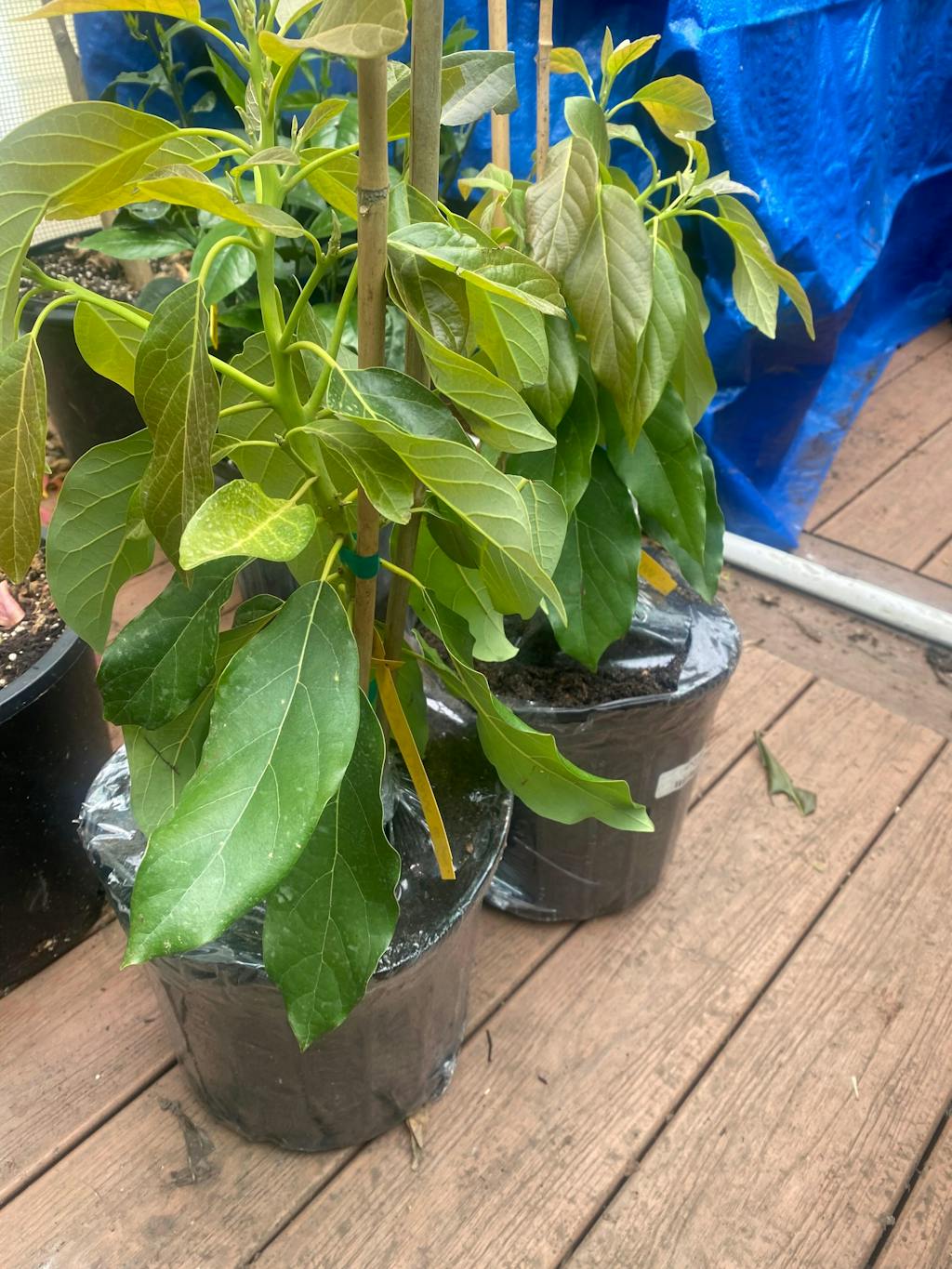 Nanche Nance Nancite Changunga Fruit Tree – Everglades Farm