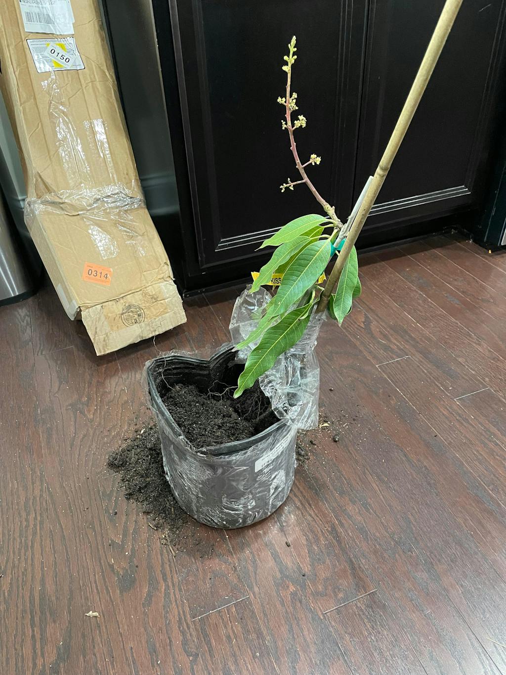 Grafted Honey Kiss Mango Tree - For Sale – Everglades Farm