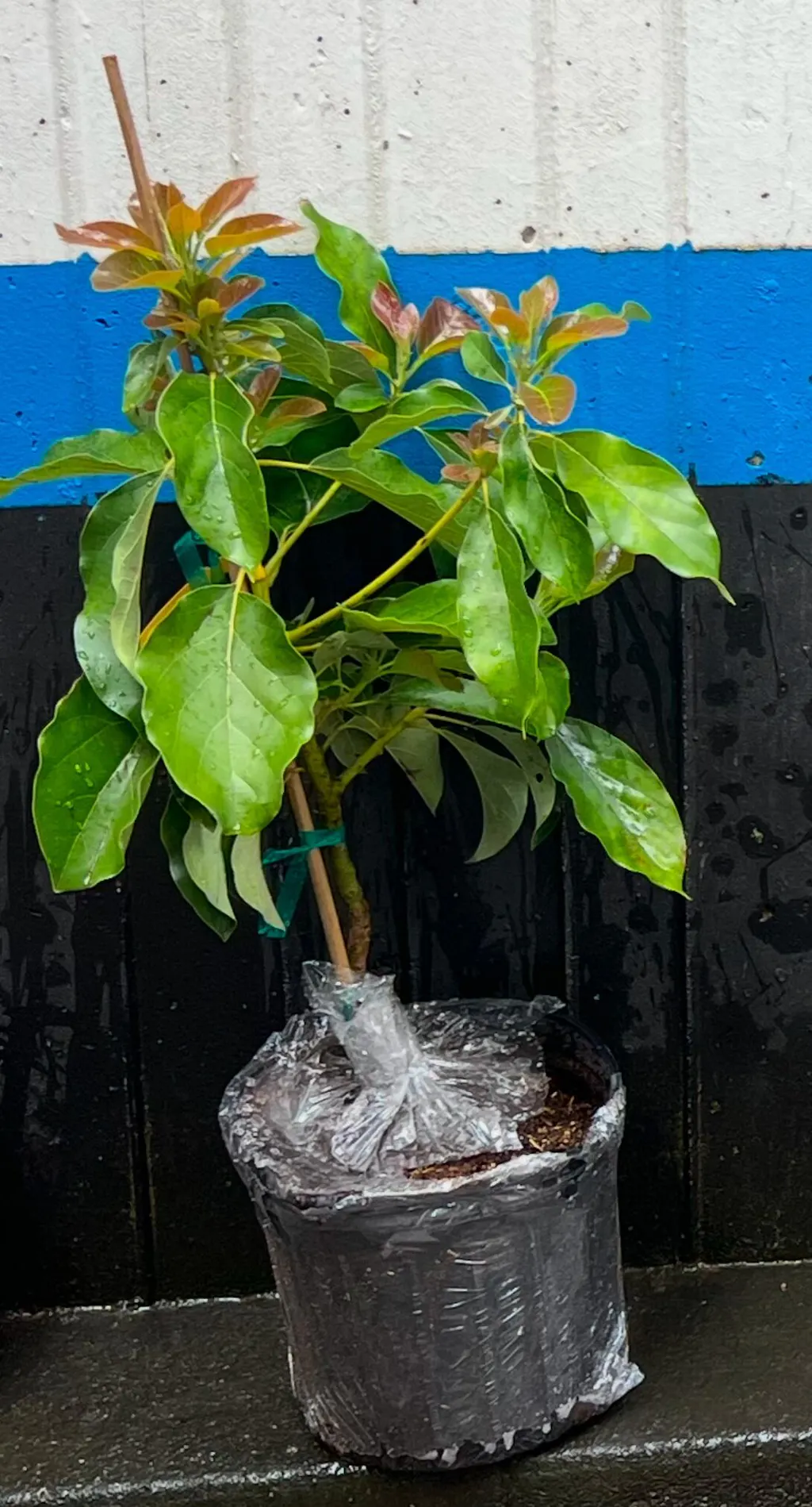 Bacon Avocado Tree, Semi-Cold Hardy, Grafted – Everglades Farm