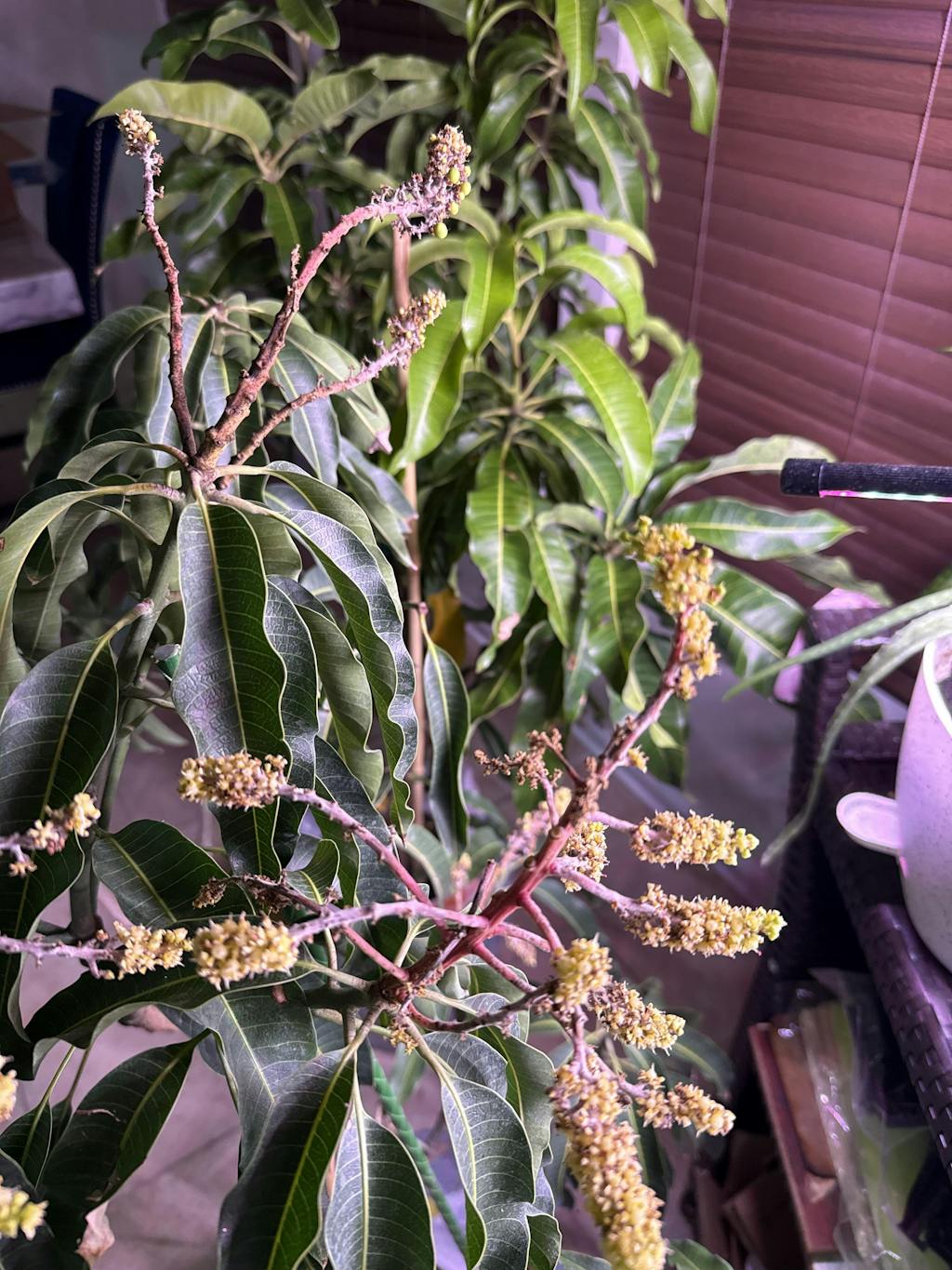 Cogshall Mango Tree Dwarf, Grafted – Everglades Farm