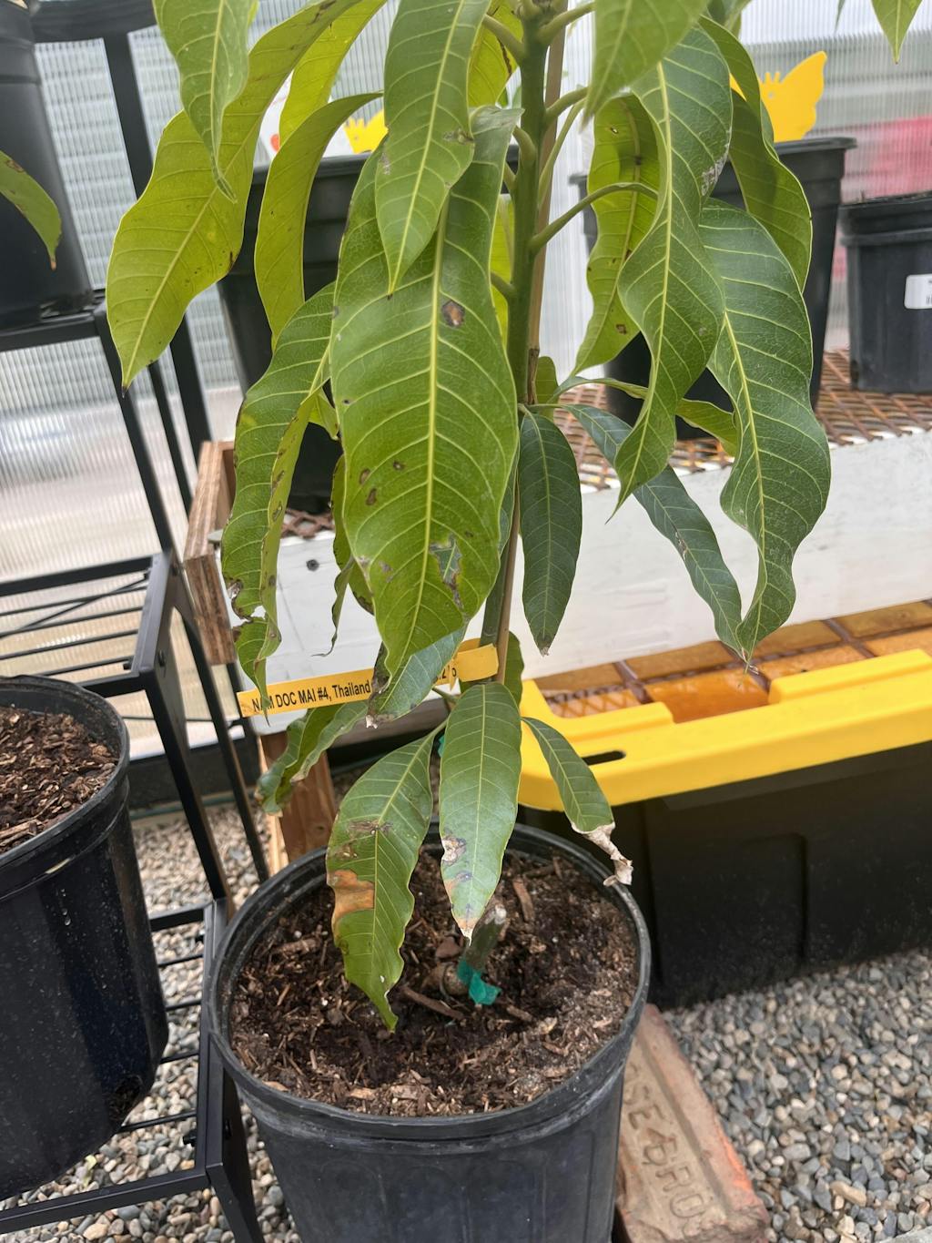 Pickering Mango Tree for Sale – Dwarf Grafted Variety Grown in Florida ...