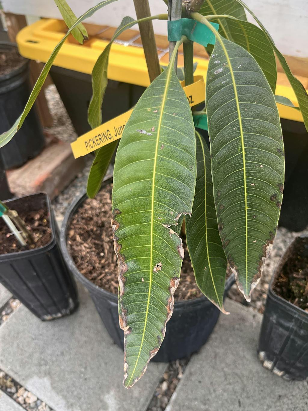 Pickering Mango Tree for Sale – Dwarf Grafted Variety Grown in Florida ...