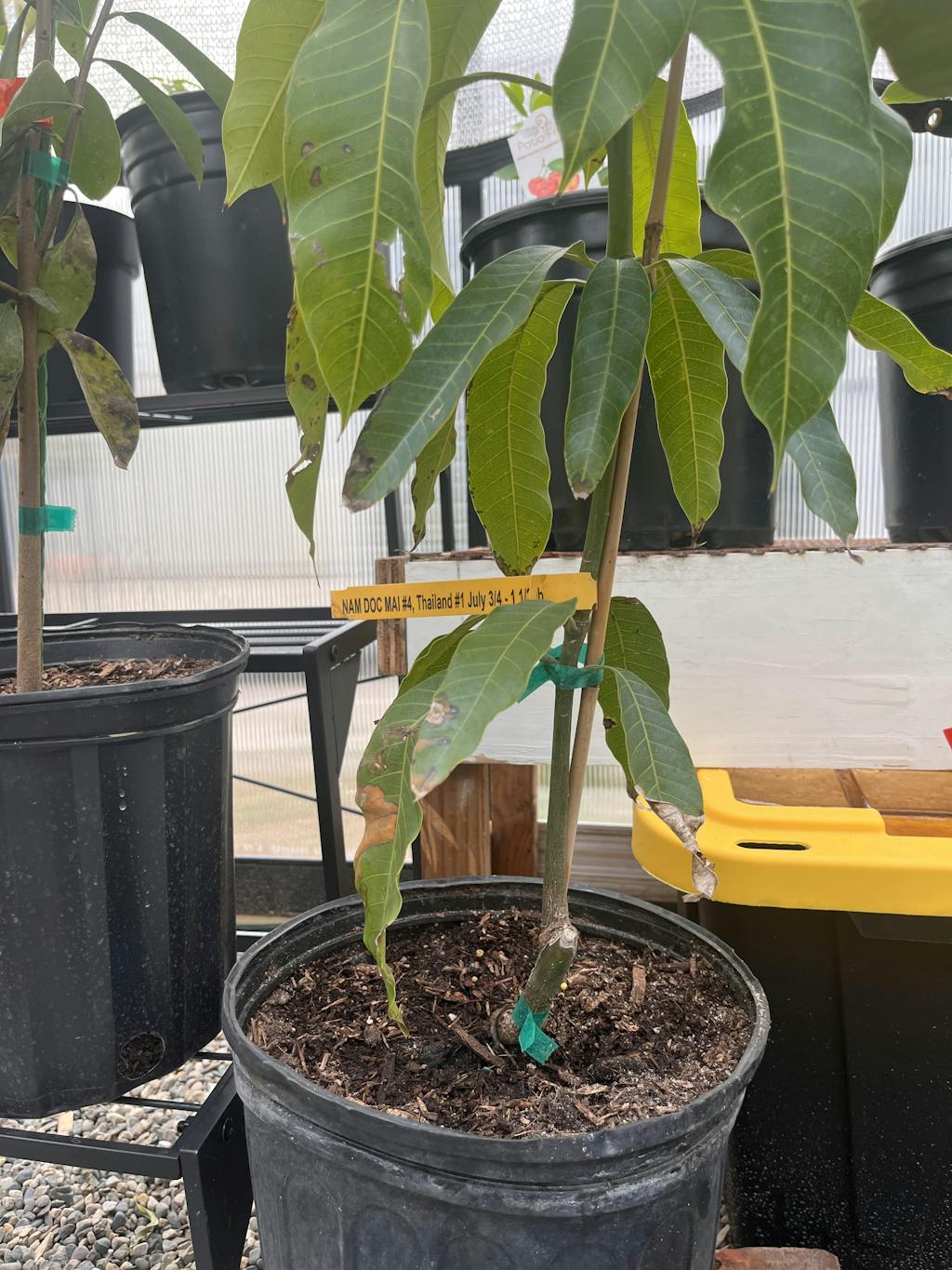 Pickering Mango Tree for Sale – Dwarf Grafted Variety Grown in Florida ...