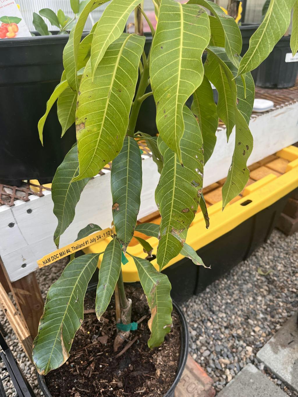 Pickering Mango Tree for Sale – Dwarf Grafted Variety Grown in Florida ...