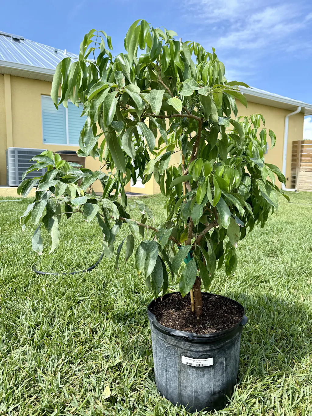 Coconut Cream Mango Tree, Grafted – Everglades Farm