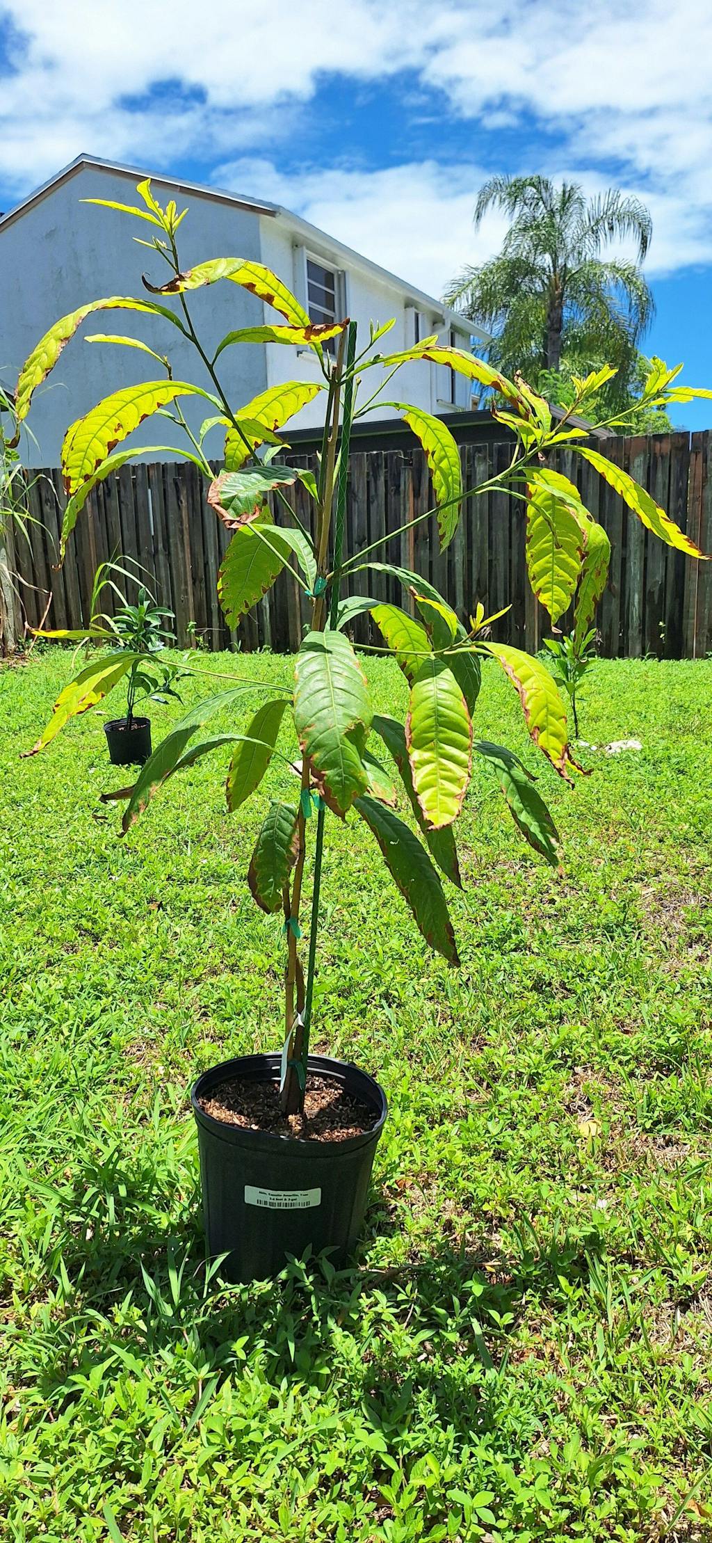 Abiu, Caimito Amarillo, Tree – Everglades Farm
