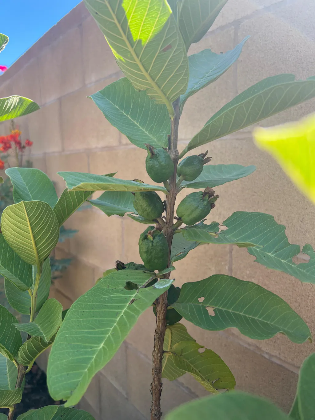 Seedless Dwarf White Guava Fruit Tree – Everglades Farm