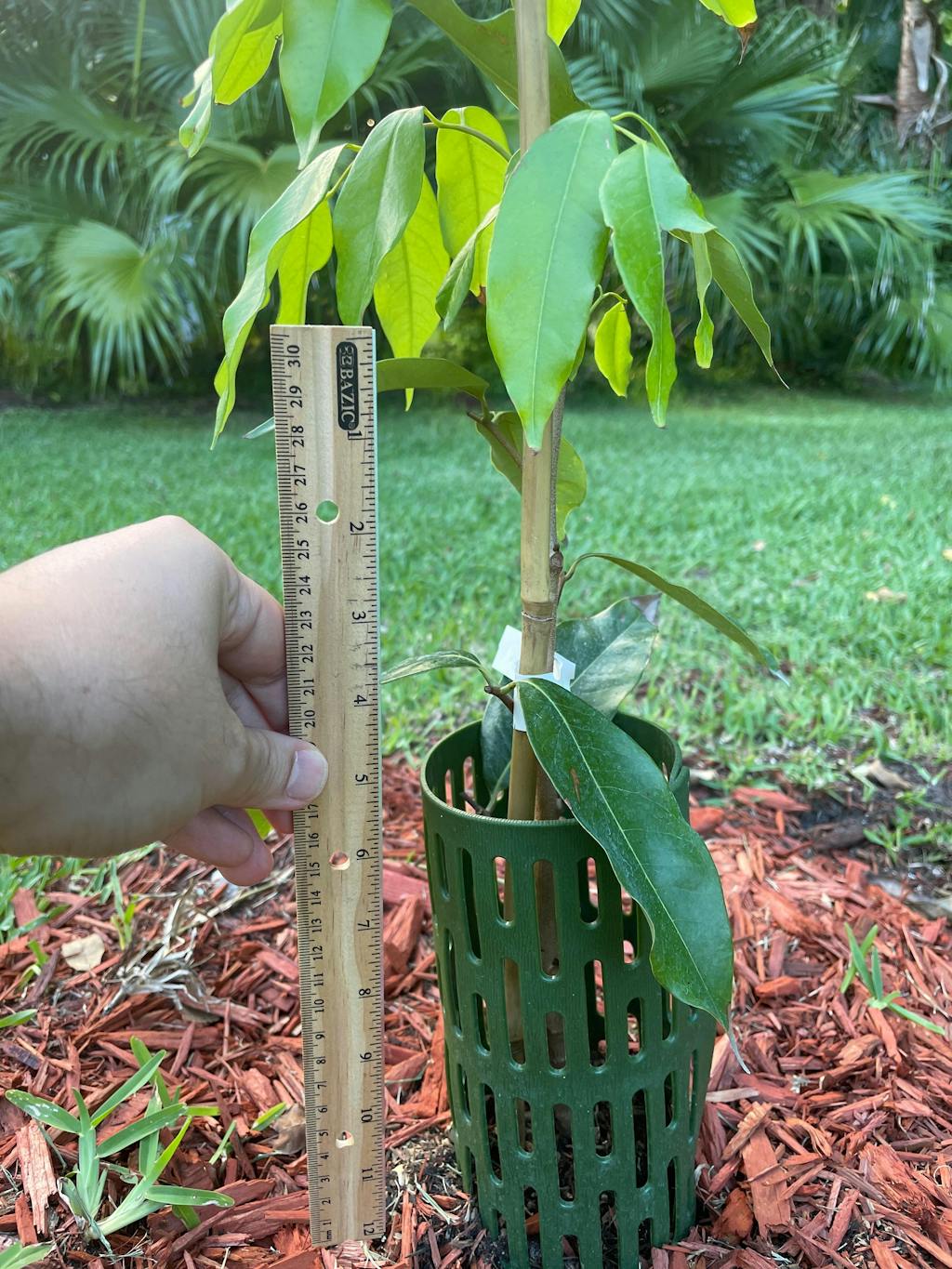 Lamb Hass Avocado Tree – Grafted, High-Yield, Late-Season, Compact Var ...