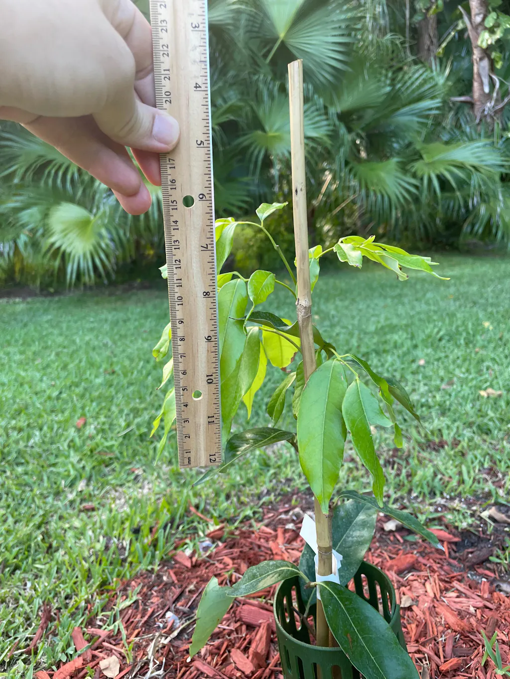 Lamb Hass Avocado Tree – Grafted, High-Yield, Late-Season, Compact Var ...