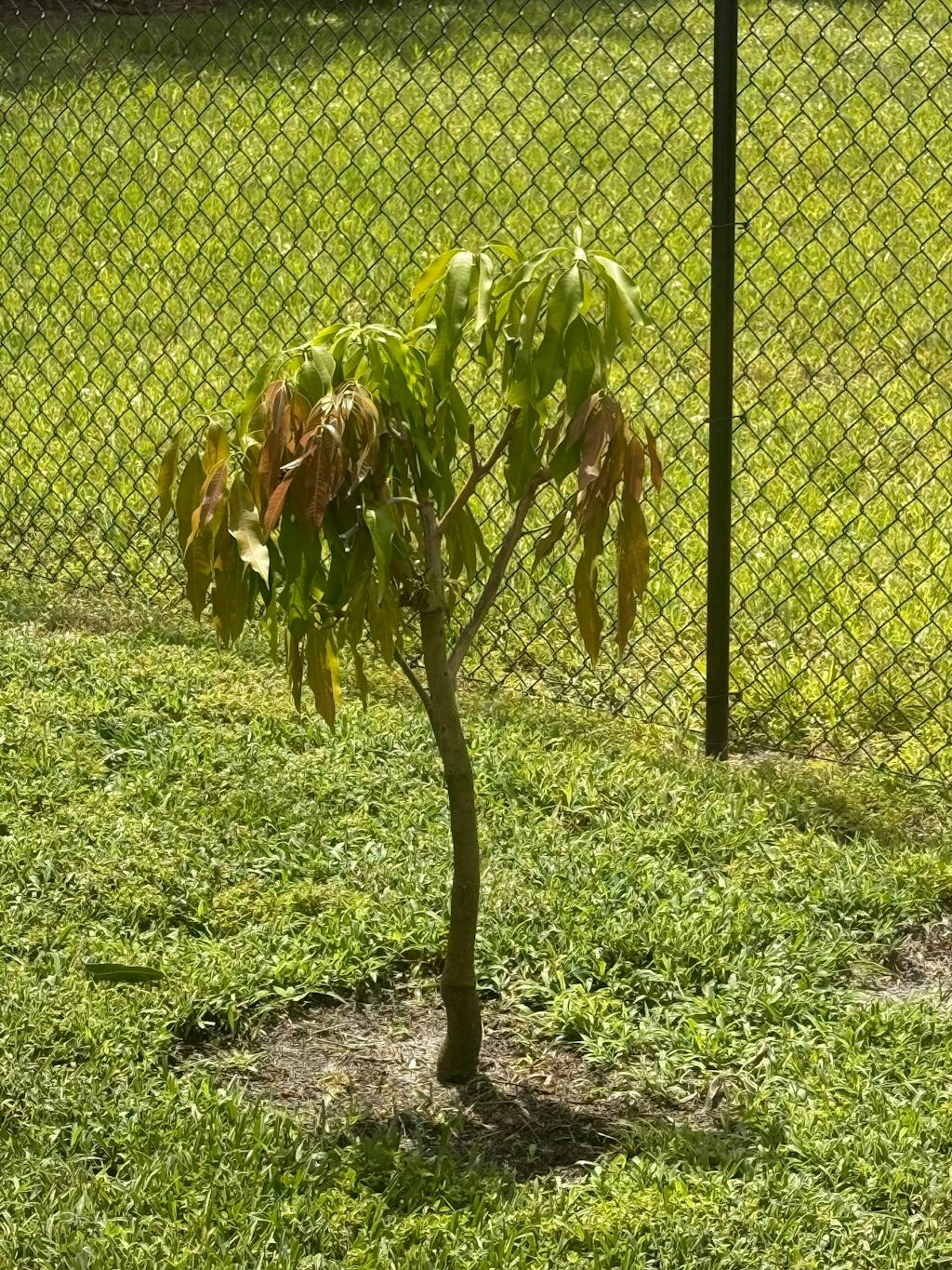 Florigon Mango Tree, Grafted – Everglades Farm