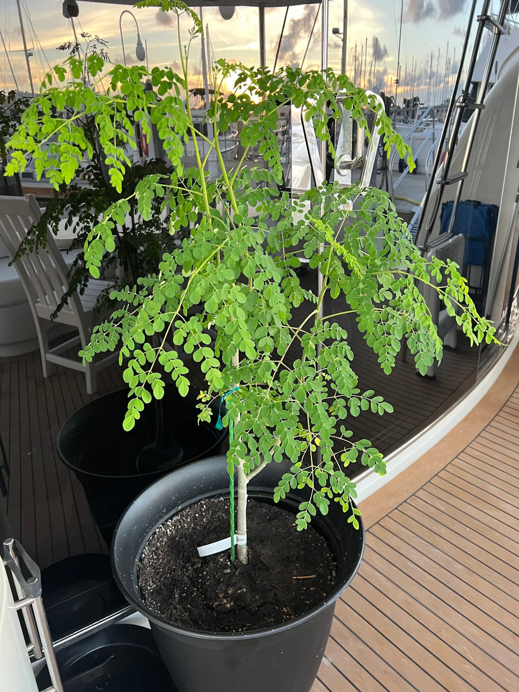 Moringa Tree for Sale | Buy Moringa Oleifera Tree – Everglades Farm