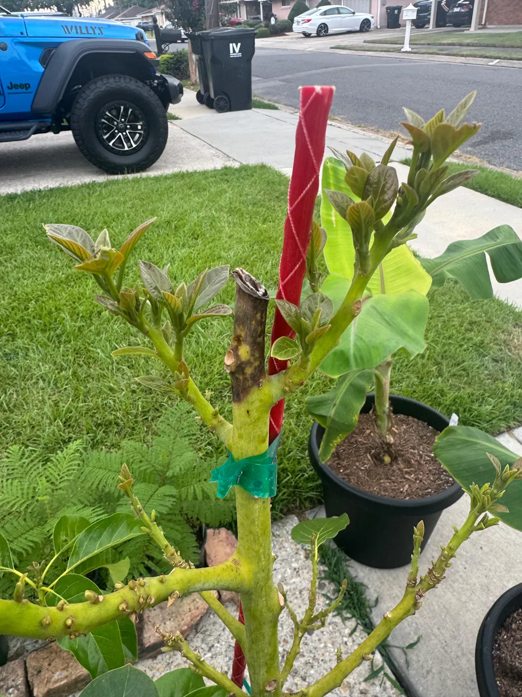 Grafted Marcus Pumpkin Avocado Tree - For Sale – Everglades Farm