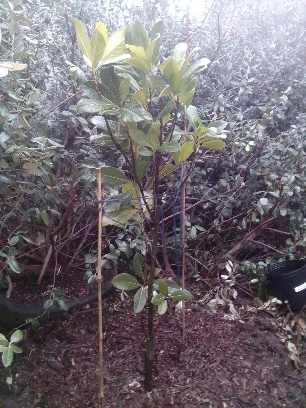 Orange Crush Jackfruit Tree Grafted – Everglades Farm