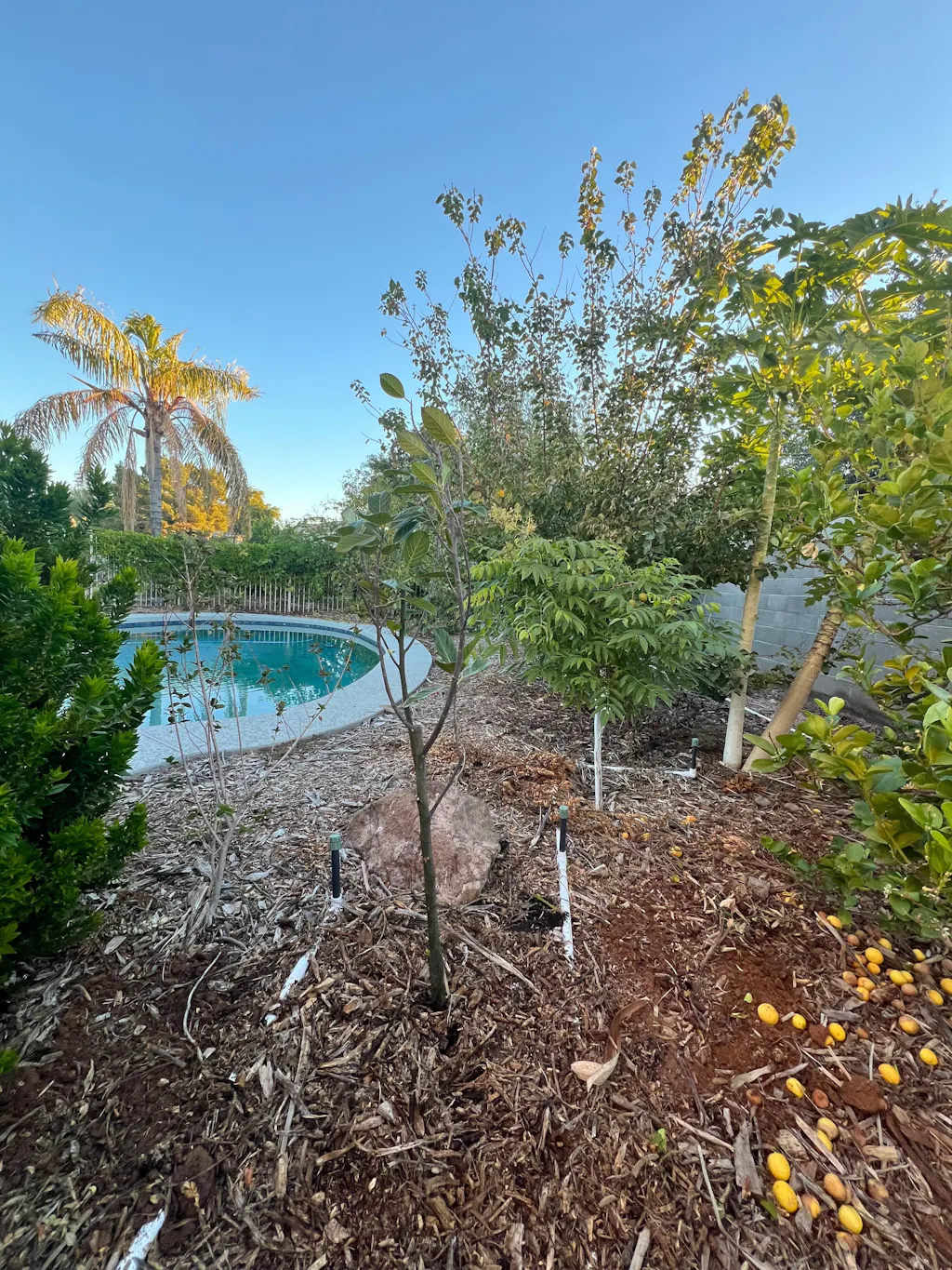 Orange Crush Jackfruit Tree Grafted – Everglades Farm