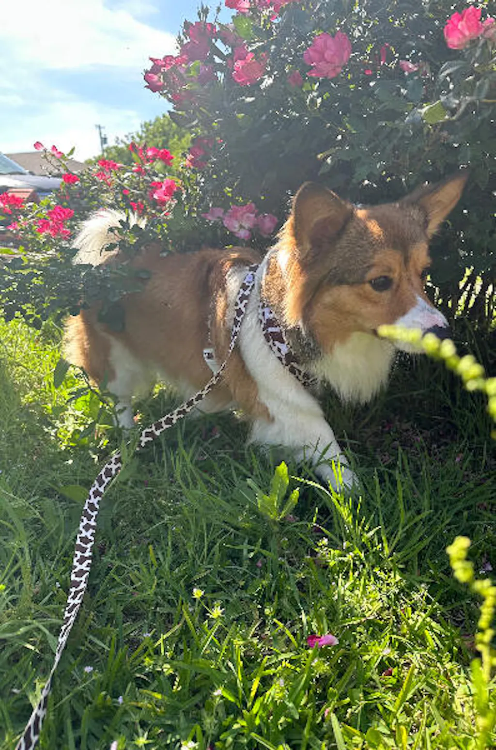 Chocolate Cow Adjustable Harness – EverWoof