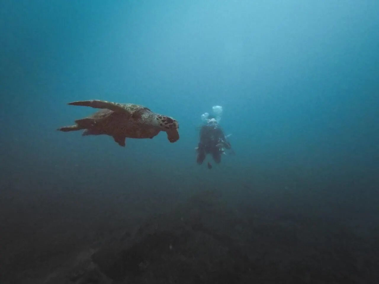 The Complete Guide to Underwater Photography Editing – Evie Wilderness