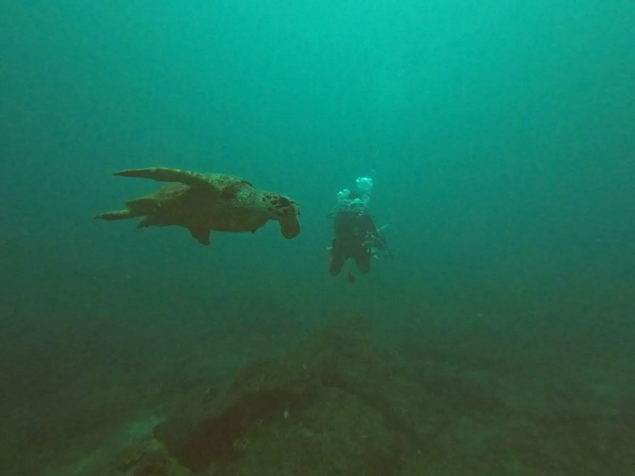 The Complete Guide to Underwater Photography Editing – Evie Wilderness