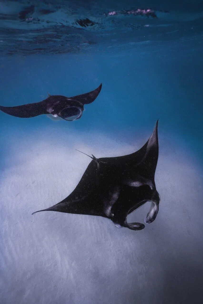 The Complete Guide to Underwater Photography Editing – Evie Wilderness