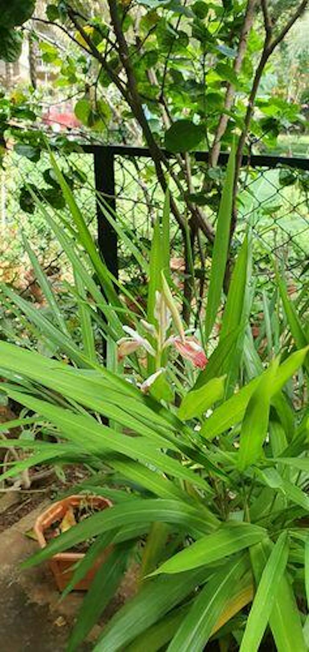 Elaichi/True Cardamom - Spice & Kitchen Plants – Exotic Flora