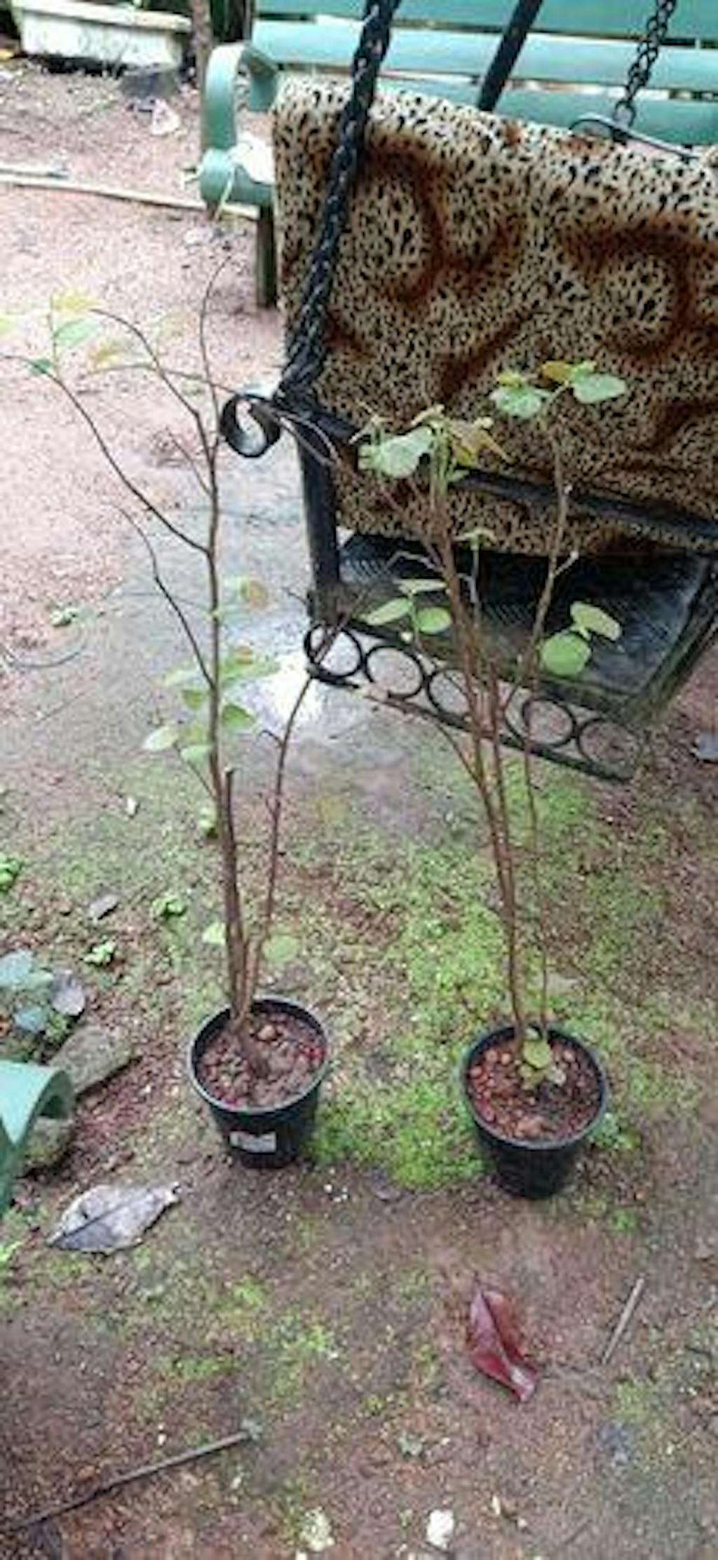 Phalsa /FalsaFruit - Fruit Plants & Tree– Exotic Flora