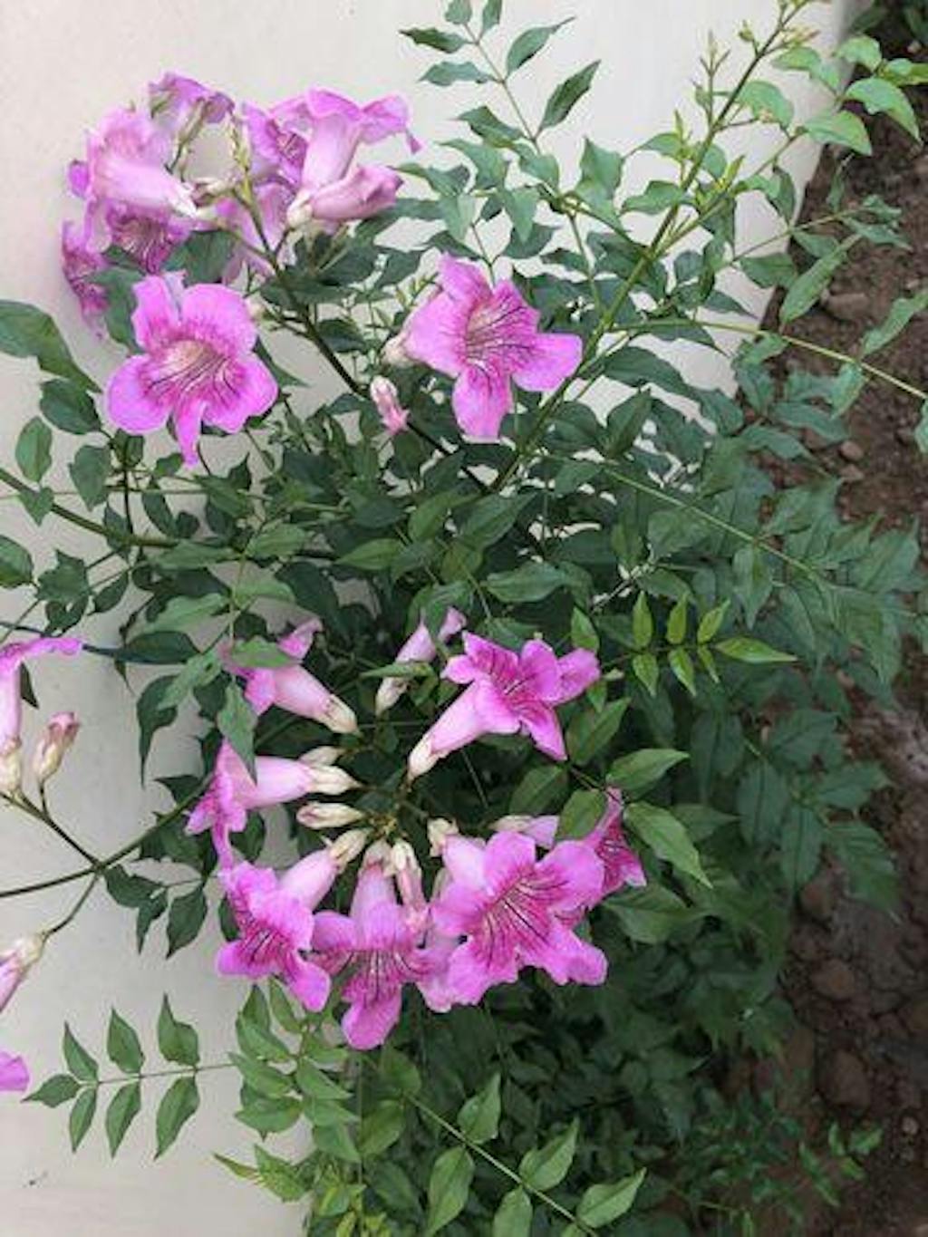 Tecoma Climber Pink - Creepers & Climbers– Exotic Flora