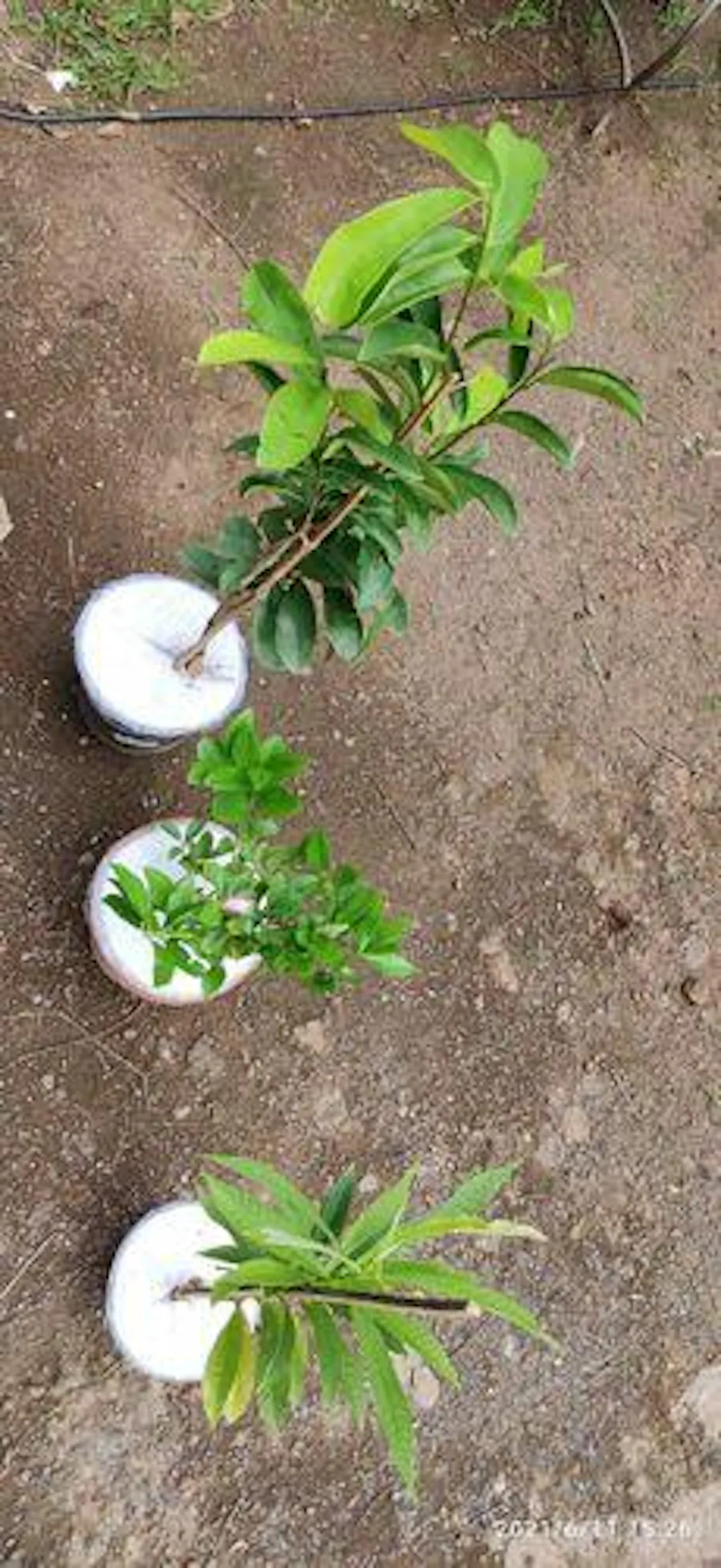Sour Soup Fruit/Lakshman Phal - Fruit Plants & Tree– Exotic Flora