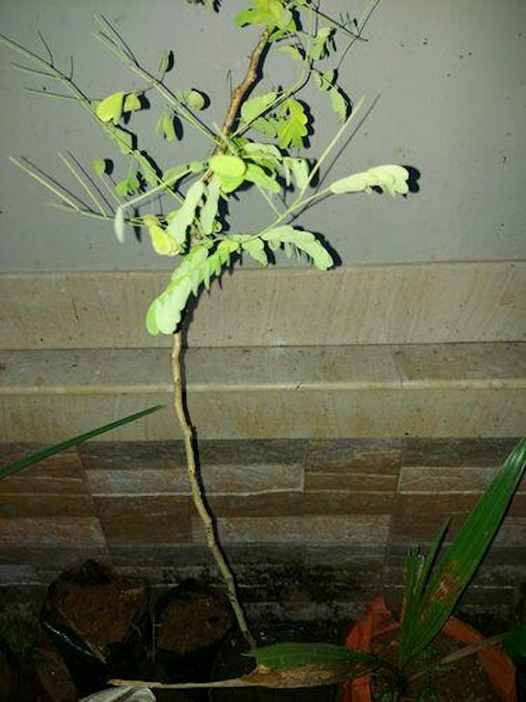 Caesalpinia/Shankasur Red - Flowering Shrubs– Exotic Flora