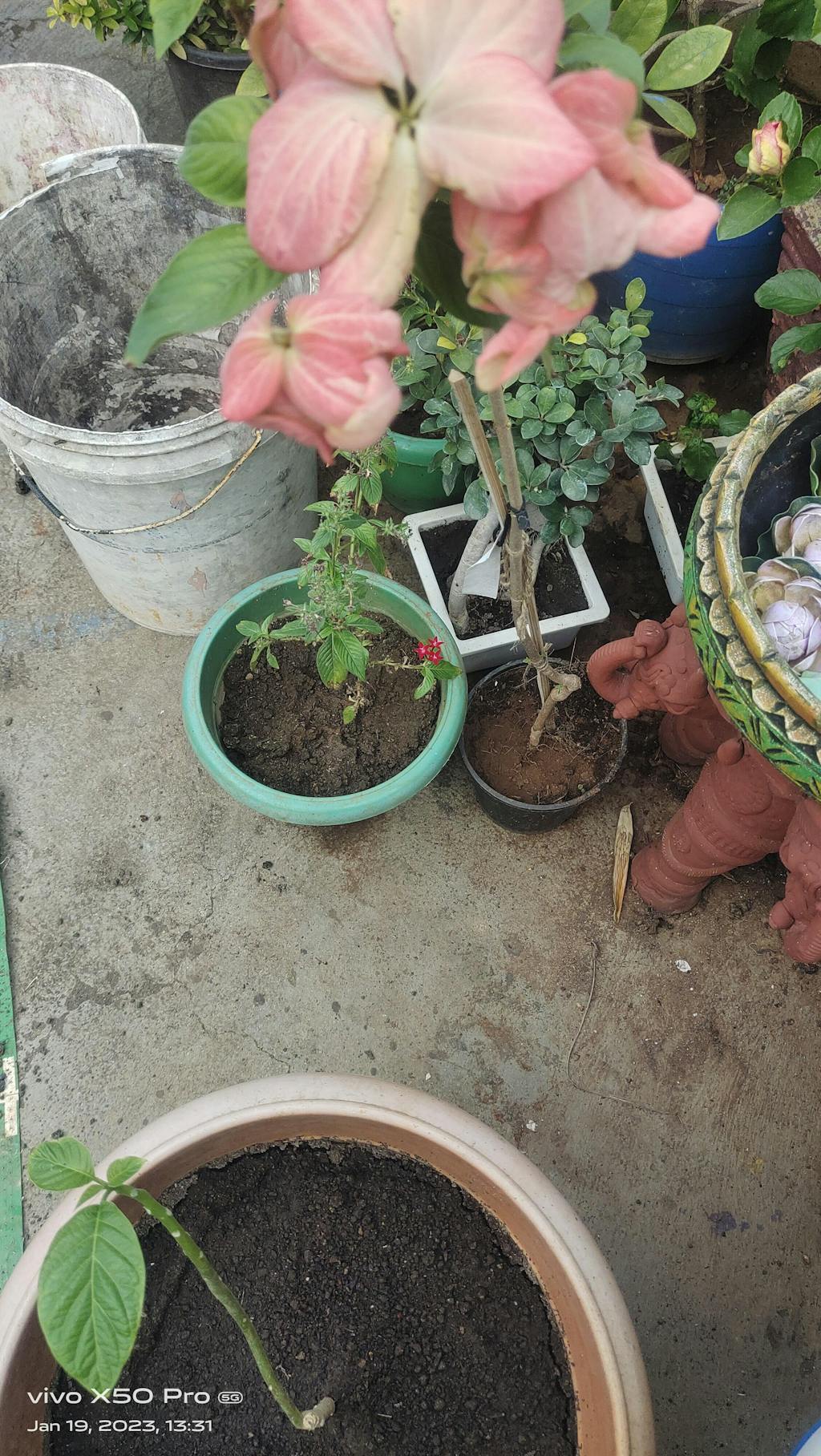 Mussaenda Pink - Flowering Shrubs– Exotic Flora