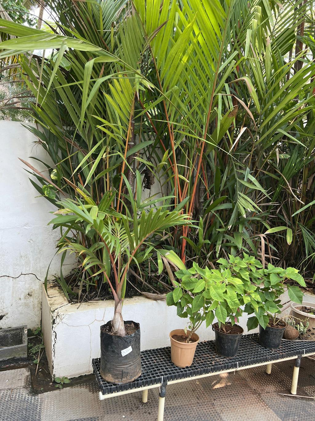 Champagne Palm - Palms– Exotic Flora