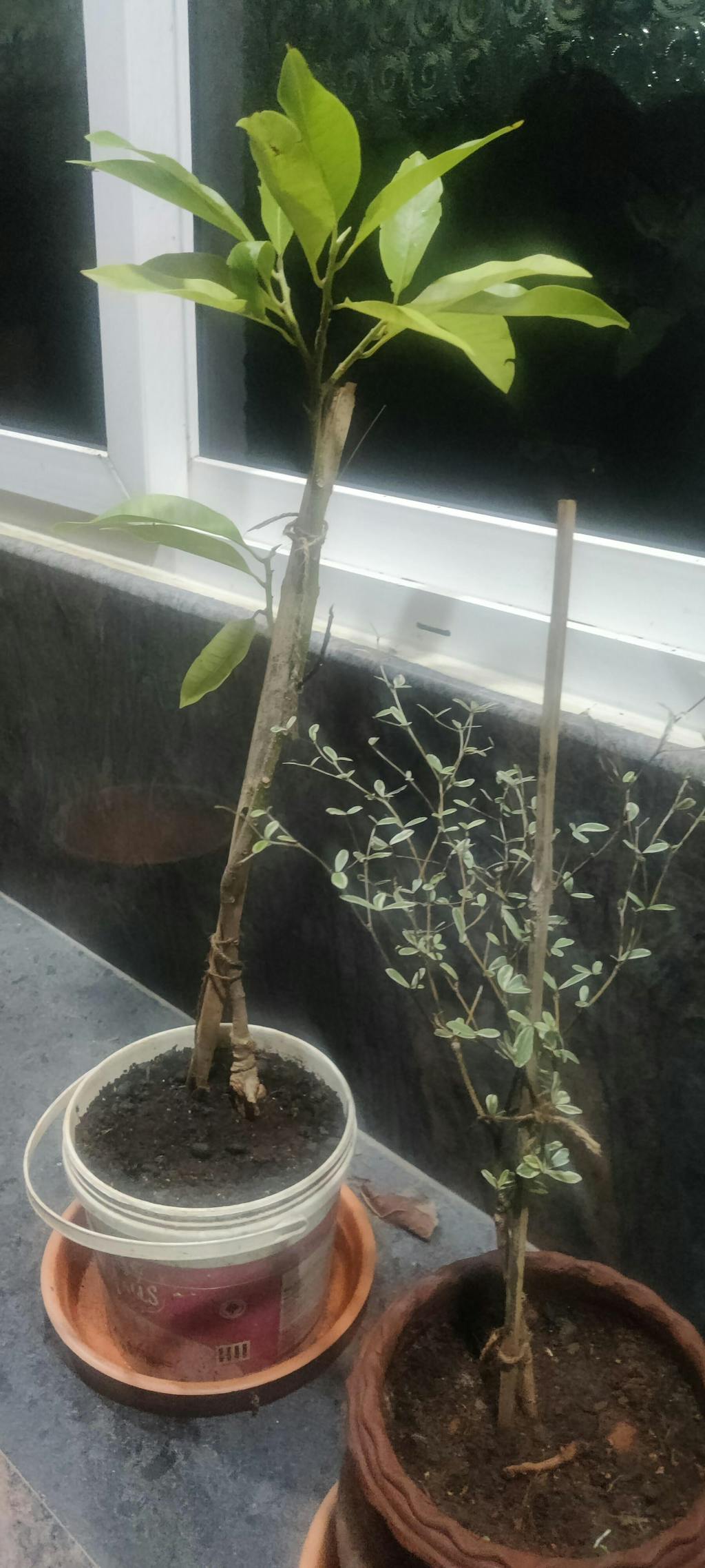 White Champaca / Magnolia alba (Grafted) - Perfuming Plants– Exotic Flora