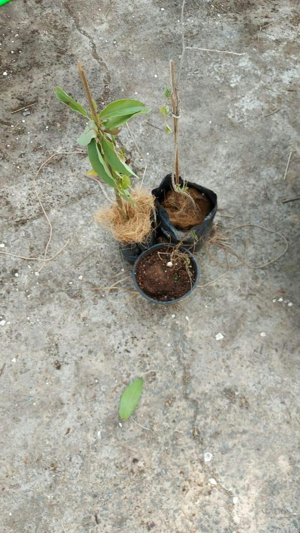 Pomegranate Bhagwa - Fruit Plants & Tree – Exotic Flora