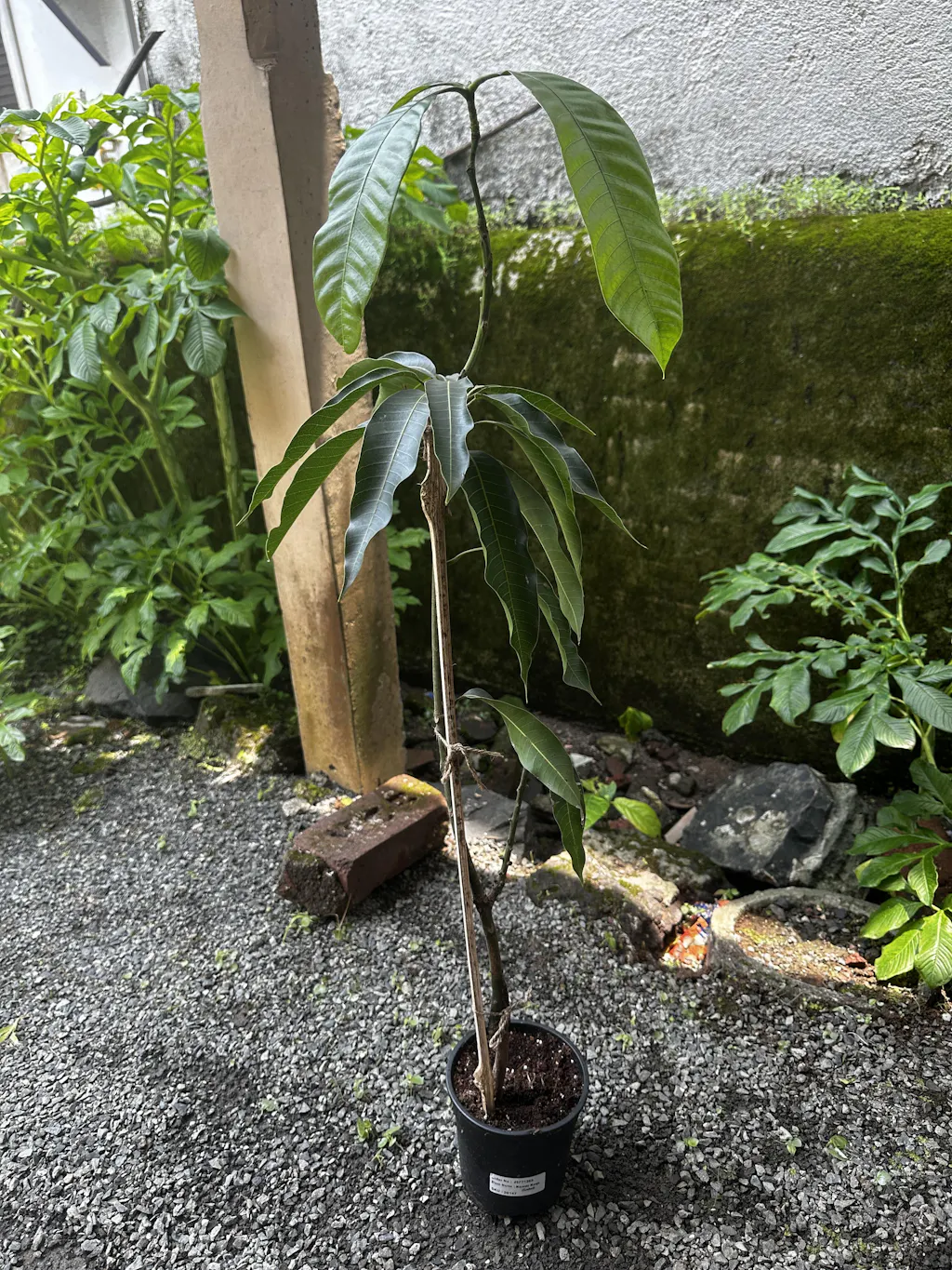Miyazaki Mango (Grafted)– Exotic Flora