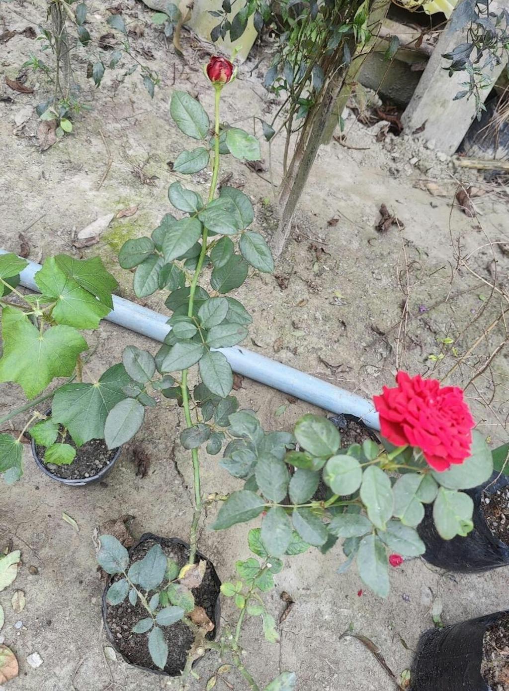 King Of Rose - Flowering Plants– Exotic Flora