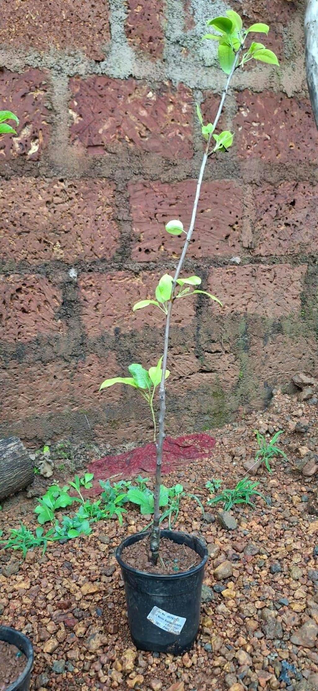 Buy Babugosha Fruit Online | Indian Pear Online | Fruit Plants & Trees ...