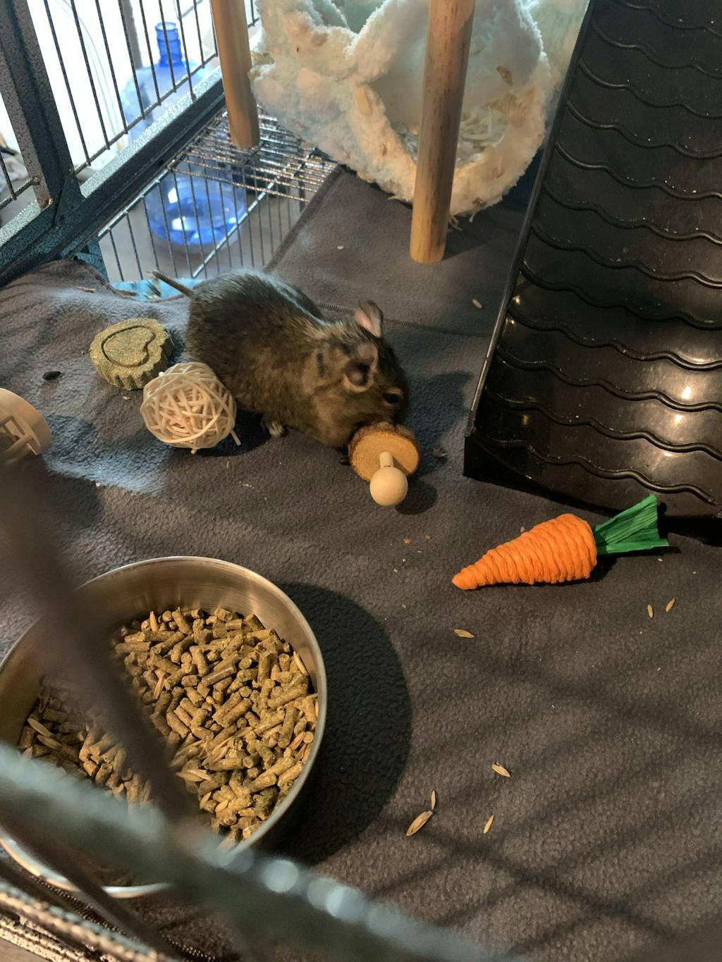 Degu Food with Whole Oats