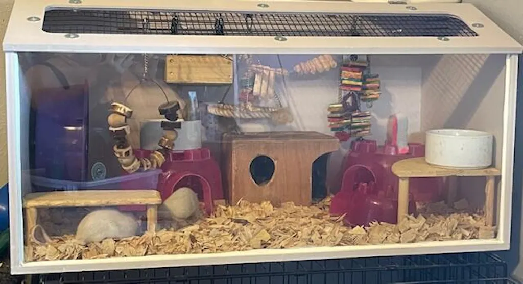 Sahara Cage