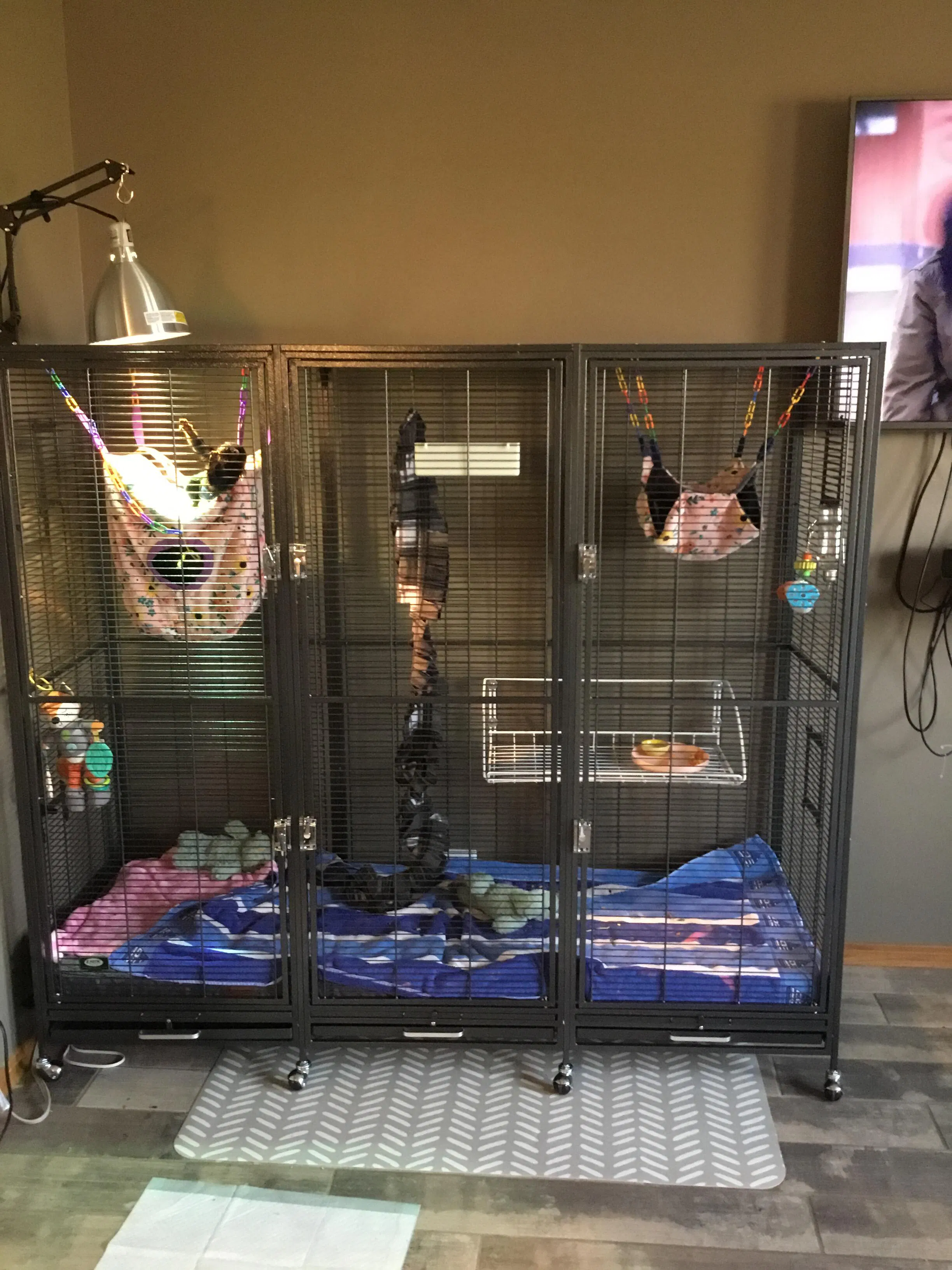 Borneo Cage
