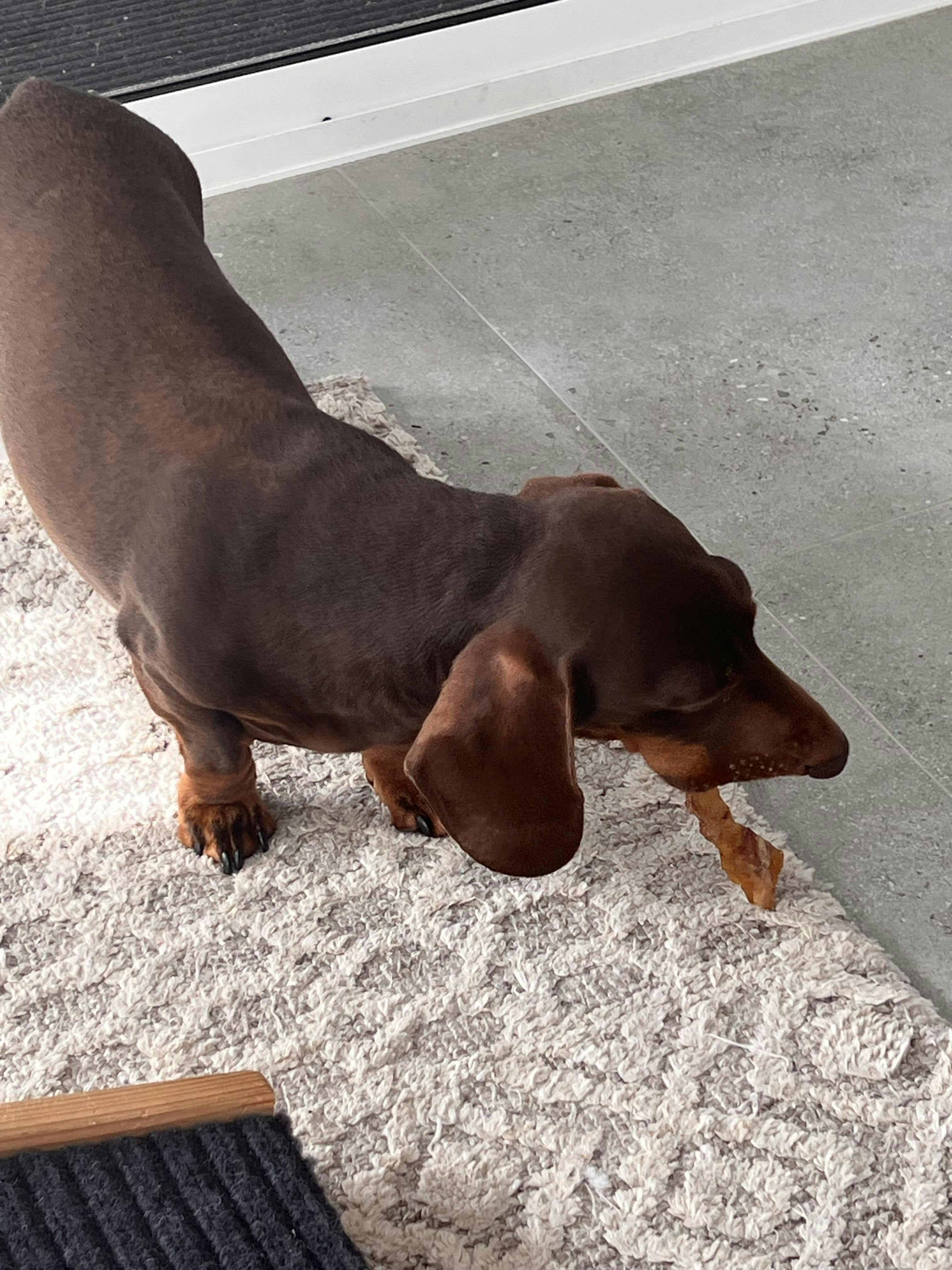 Natural Beef Paddywack (tendon) Dried | Dog Treats – Farmer Pete's