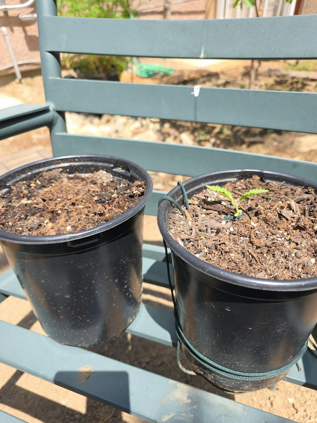 Fruit Tree Booster – Farmer's Secret