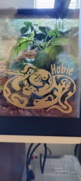 Ball Python Customizable Decal, Waterproof Reptile Vinyl Decal, Cute S ...