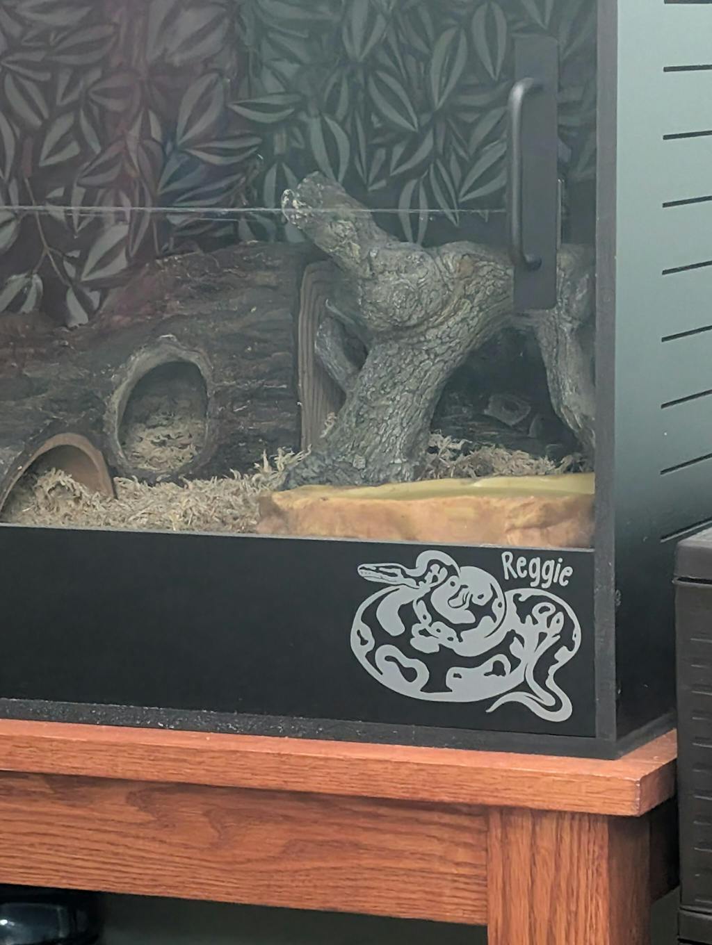 Ball Python Customizable Decal, Waterproof Reptile Vinyl Decal, Cute S ...